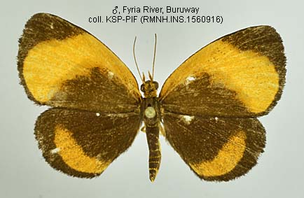 Papua Insects Foundation (Lepidoptera/Callidulidae/Callidula evander)